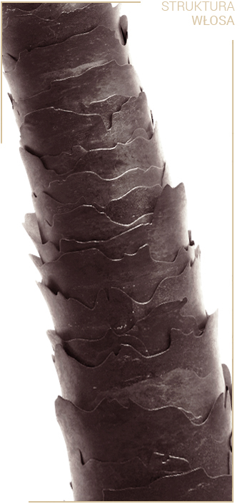 Nanoil :: natural oils for medium porosity hair.